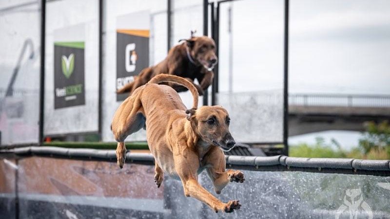 Grand Carpet Mill | Premium Dog Treadmills
